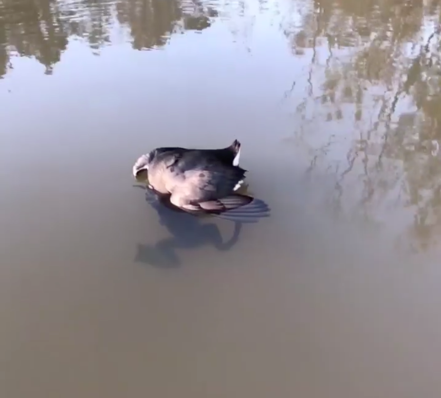 Frog Tries To Eat Bird 3 Times Its Size | Country Rebel ...