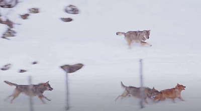 Dog Defends Farmer's Chickens Against 3 Hungry Wolves