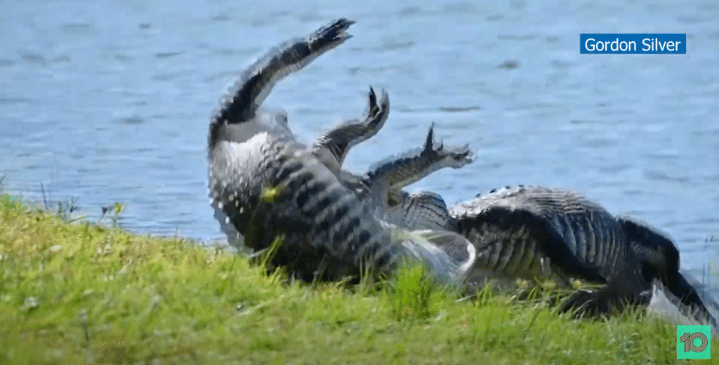 Alligator Body-Slams Another Gator During Mating Season