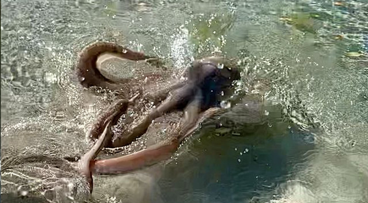 "Angry" Octopus Jumps Out Of Water To Attack Swimmer
