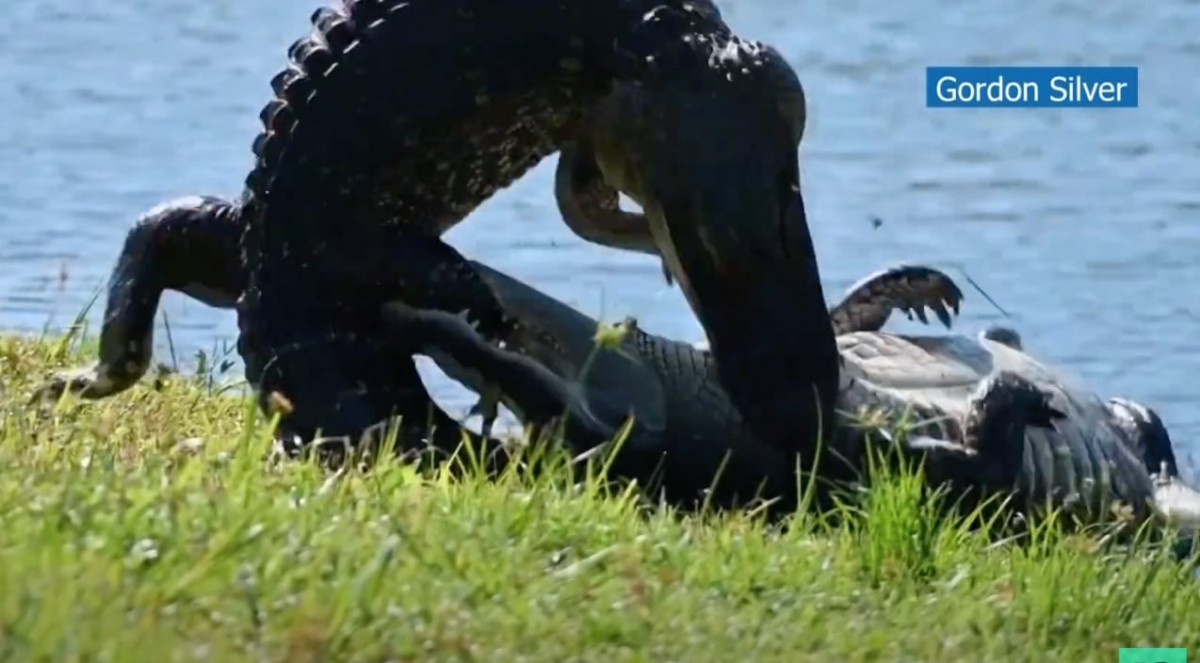 Alligator Body-Slams Another Gator During Mating Season