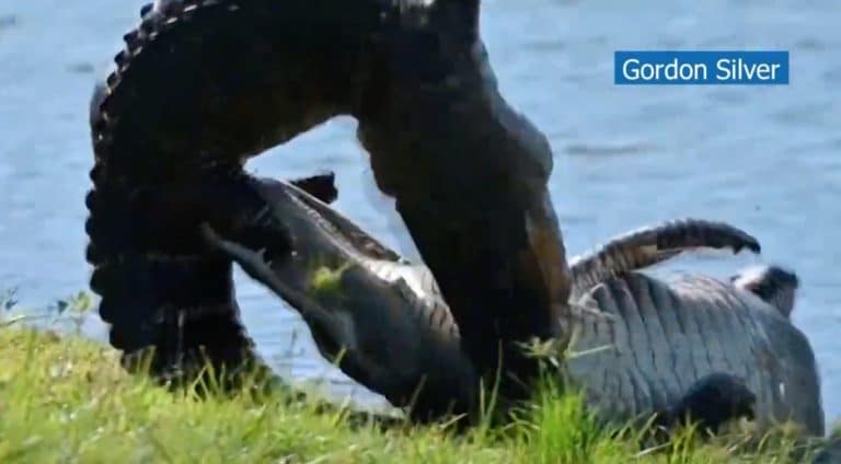Alligator Body-Slams Another Gator During Mating Season