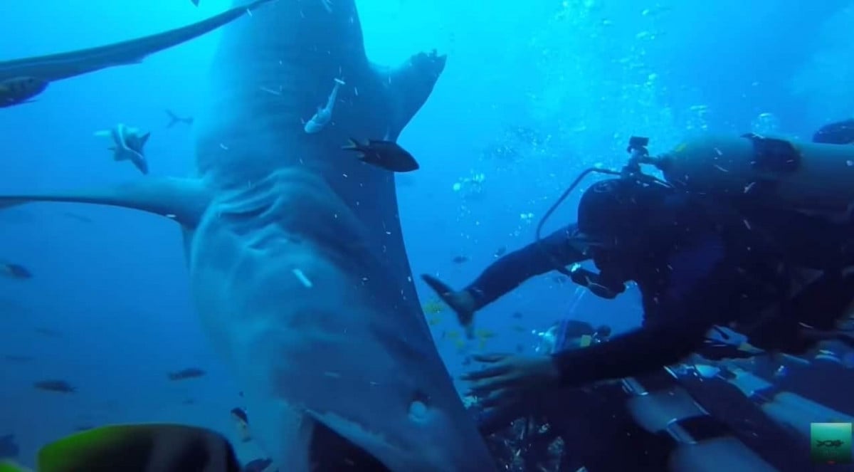 Tiger Shark Attacks Scuba Diver: GoPro Video