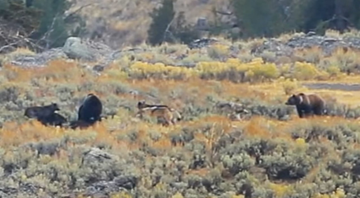 2 Grizzlies Fight 7 Wolves In Epic Yellowstone Footage