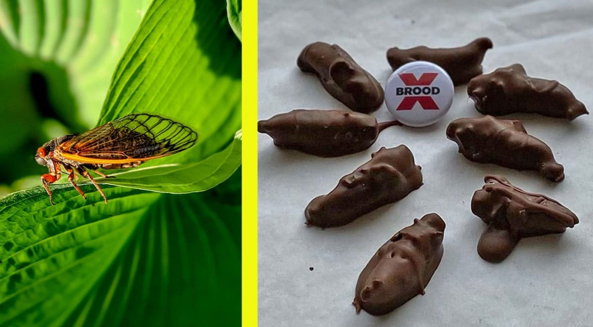 Chocolate-Covered Cicadas Available For Purchase