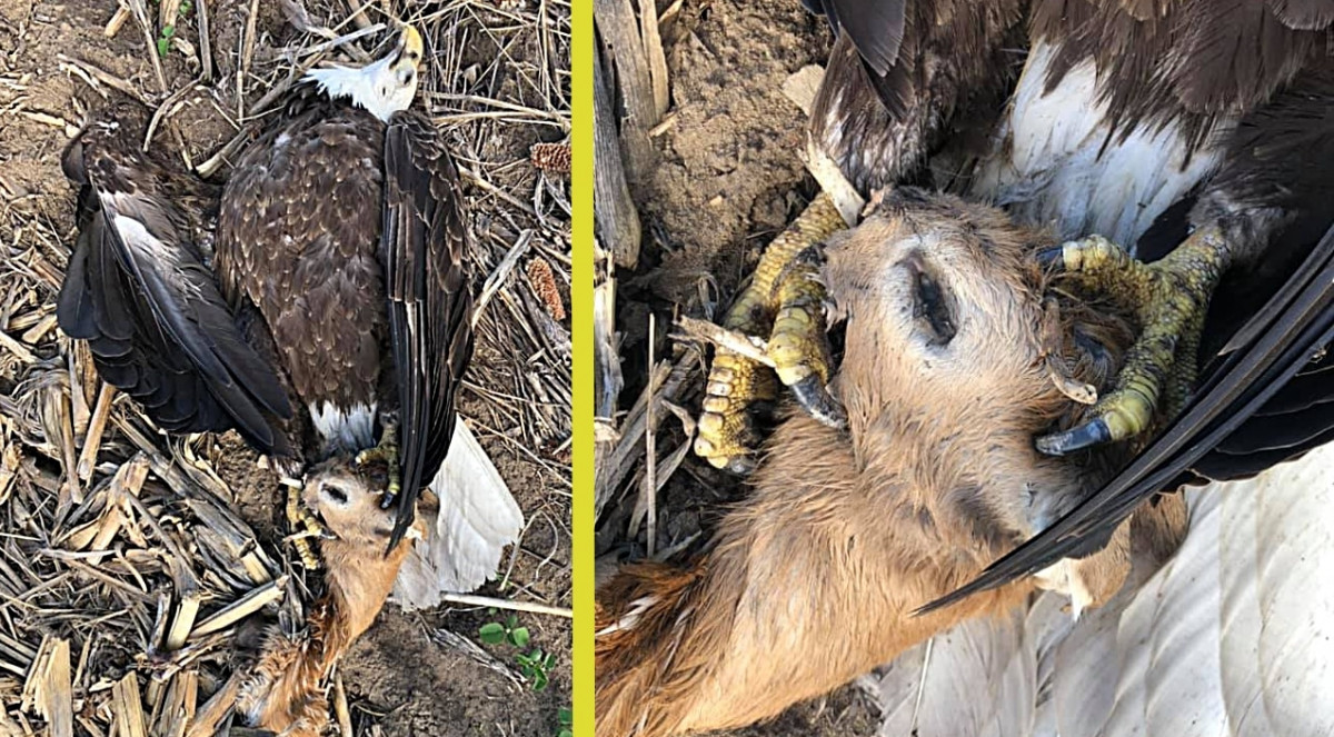 Dead Bald Eagle With Deer Head Gripped In Its Talons Found By Hunter