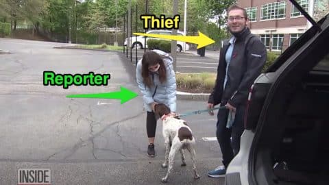 News Reporter Captures Dog Thief On Live TV | Country Rebel ...
