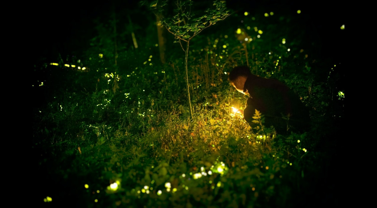 Just Once A Year...Lightning Bugs Swarm Smoky Mountains For Spectacular Show