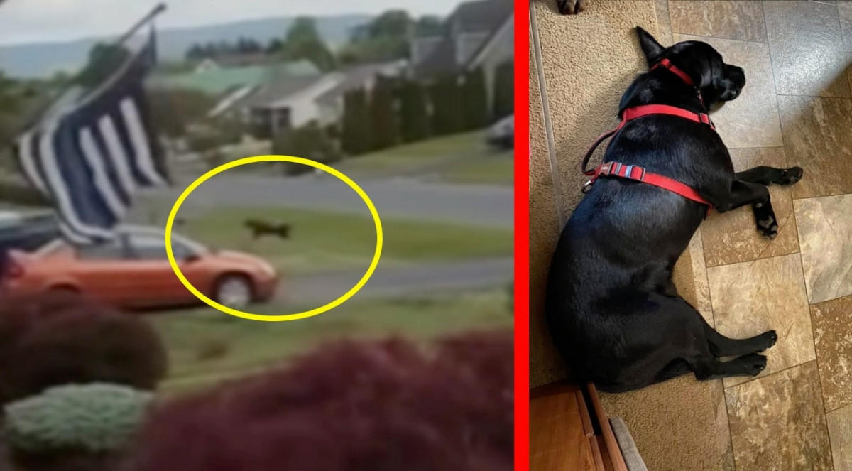 70-Pound Black Lab Thrown Around By Huge Wind Gust