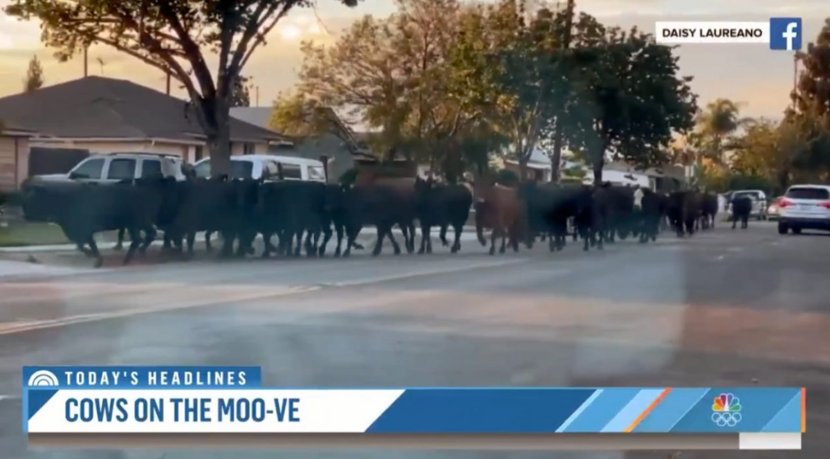 40 Cows Stampede Through Los Angeles Neighborhood