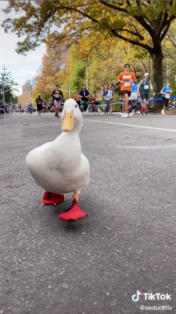 Did A Duck Really Run The NYC Marathon? | Country Rebel ...