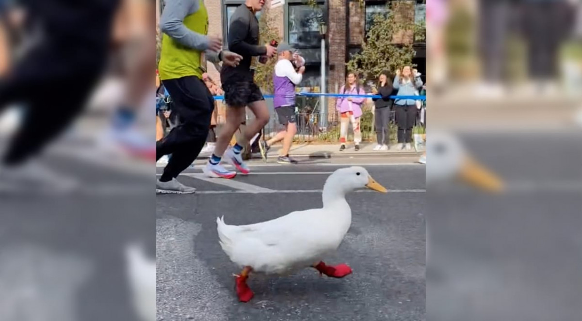 Did A Duck Really Run The NYC Marathon?