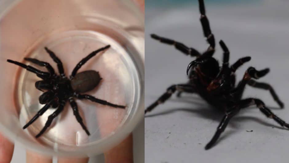 "Megaspider" With Fangs Capable Of Piercing A Human Fingernail Found In ...