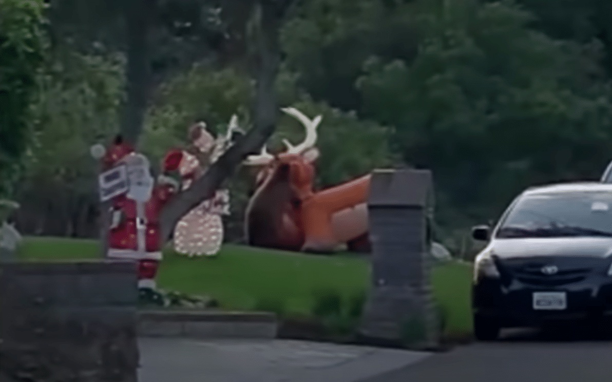 Video: Mama Bear Watches As Cub Attacks Inflatable Reindeer