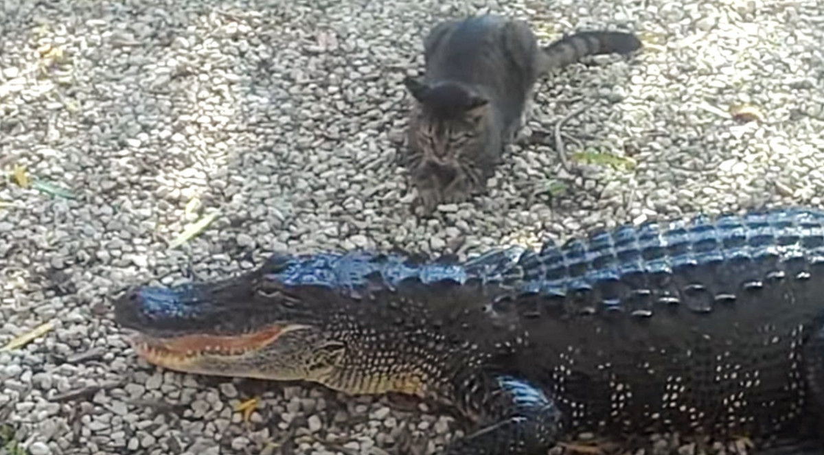 The House Cat Who Fights Off Alligators