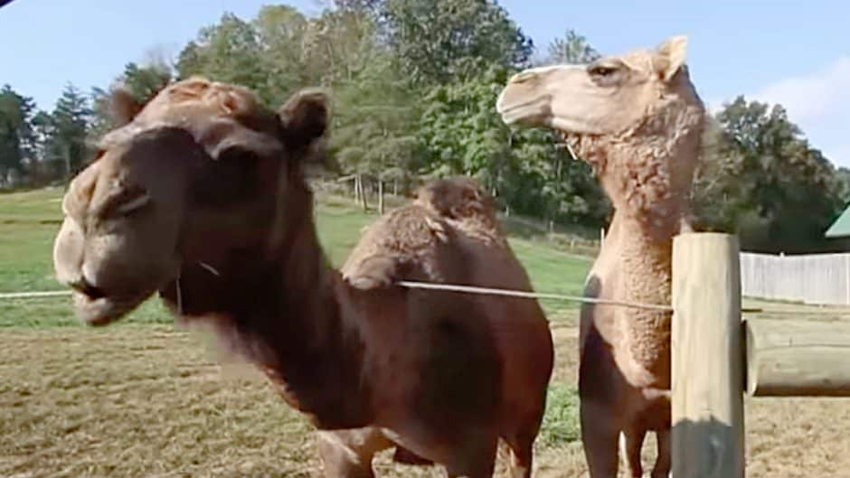 Camel Attack Leaves Two Men Dead At Tennessee Petting Zoo