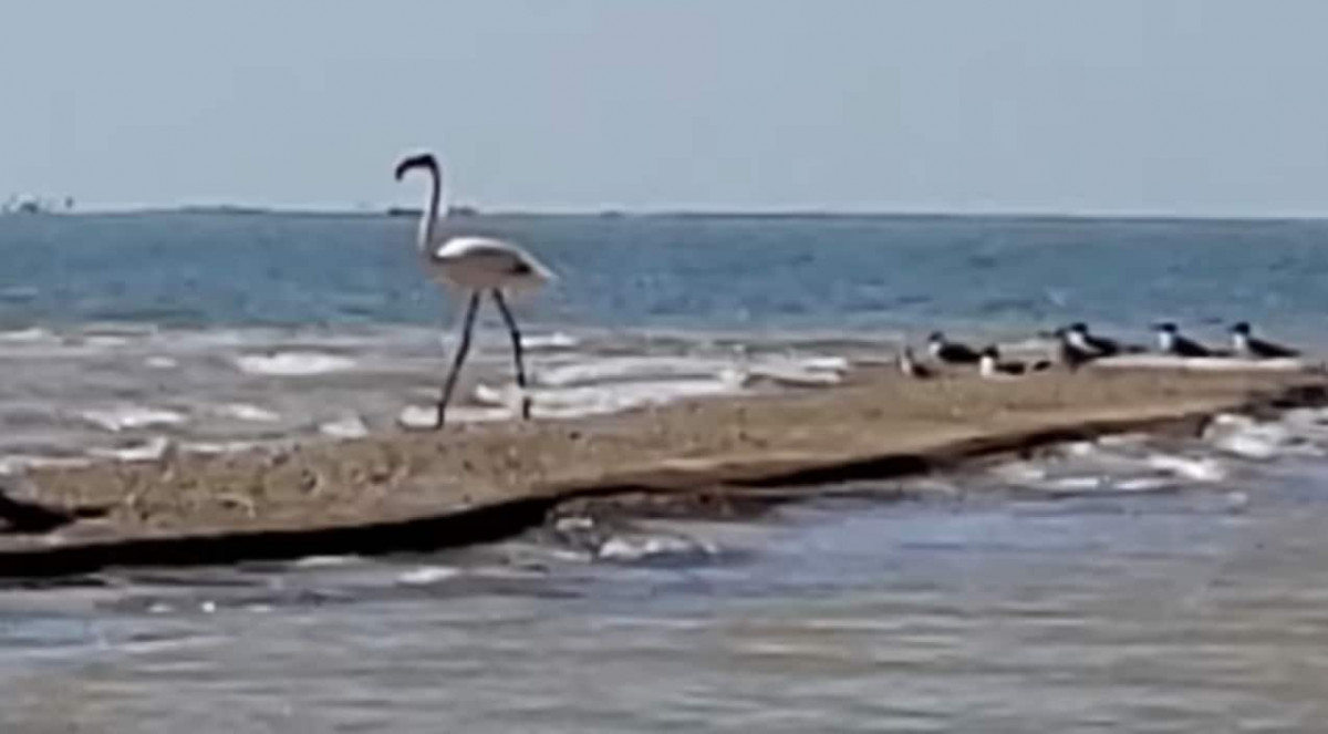 Flamingo That Escaped Kansas Zoo Spotted 17 Years Later In Texas