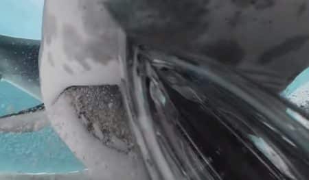 Captured On Camera: Moose Chases Snowmobilers In Yellowstone | Country ...