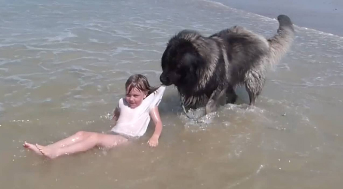 Dog Pulls Girl Out Of Ocean "Saving" Her From Drowning