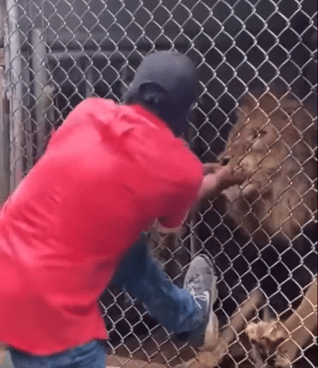 Man Gets His Finger Bitten Off By Lion After Sticking It In Cage
