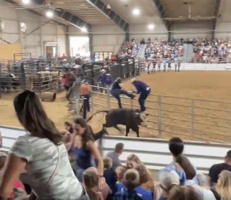 Raging Bull Jumps Fence & Goes Straight For The Crowded Bleachers
