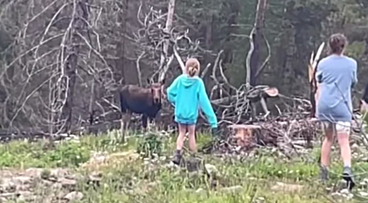 Mom Lets Her Young Daughter Get Too Close To Moose