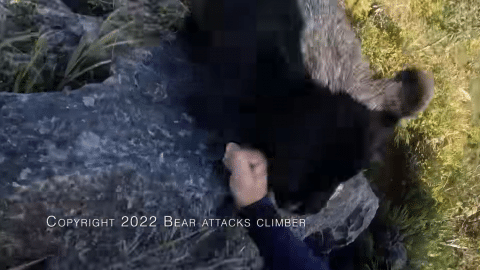 Mountain Climber Whoops Wild Bear & Throws It Off A Cliff