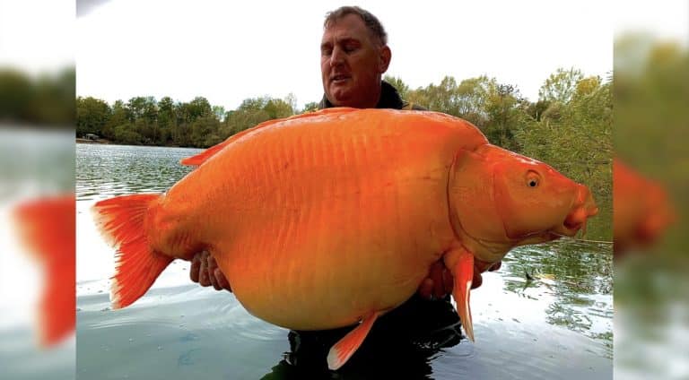 Man Catches 67lb Goldfish - Sets New World Record