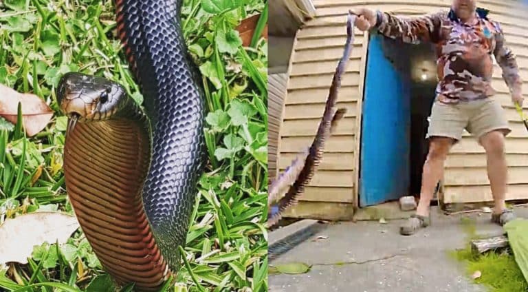 Venomous Snake Released Back Into Kitchen Of Non-Paying Customer