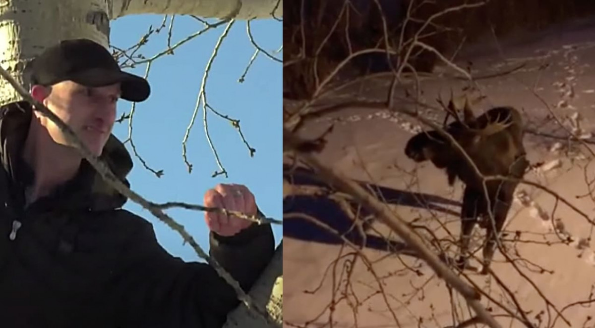 Massive Aggravated Moose Chases Man Into Tree