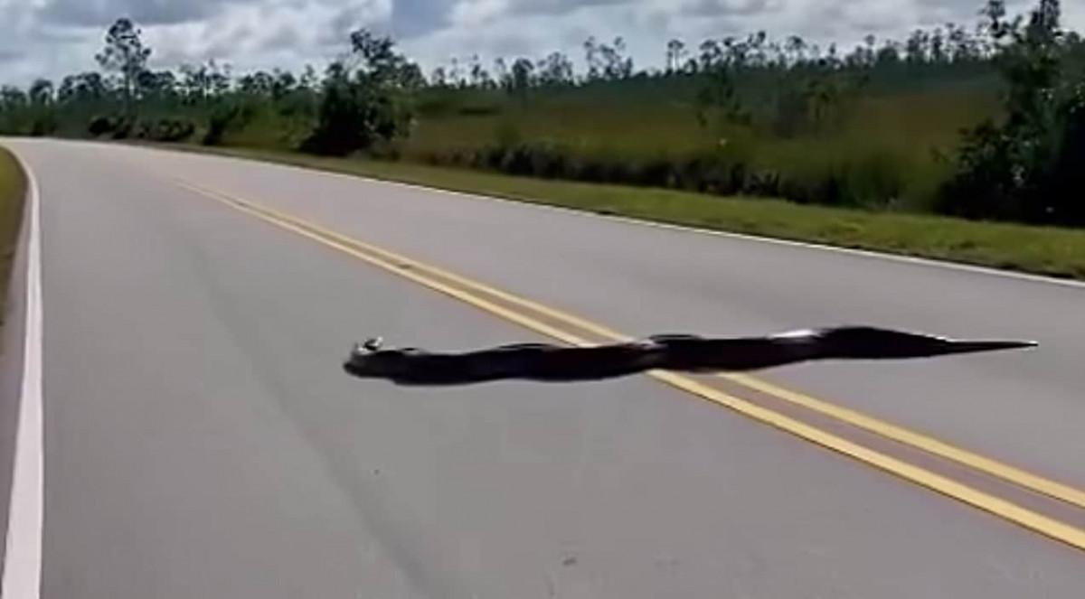 Python Spanning Nearly The Width Of The Road Found In Florida