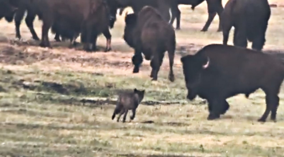 Herd of Bison Protect Calf From Aggressive Wolves in Yellowstone