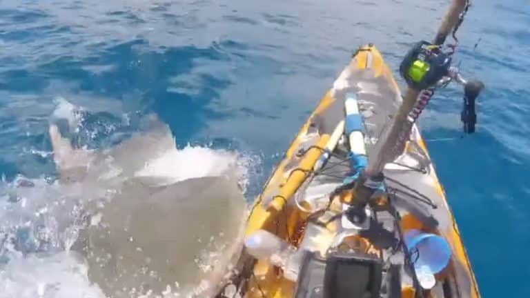 VIDEO: Shark Attacks Fisherman's Kayak In A Case Of Mistaken Identity