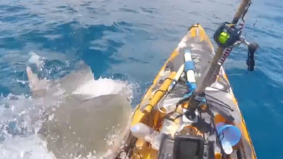 VIDEO: Shark Attacks Fisherman's Kayak In A Case Of Mistaken Identity
