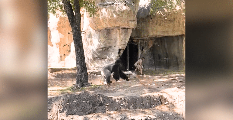 Viral Video Shows Texas Zookeepers Cornered By Silverback Gorilla