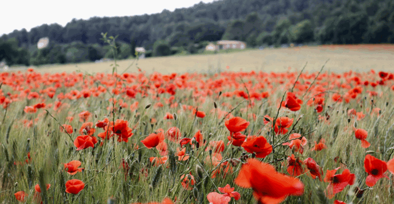 Why Do We Wear Red Poppies On Memorial Day?