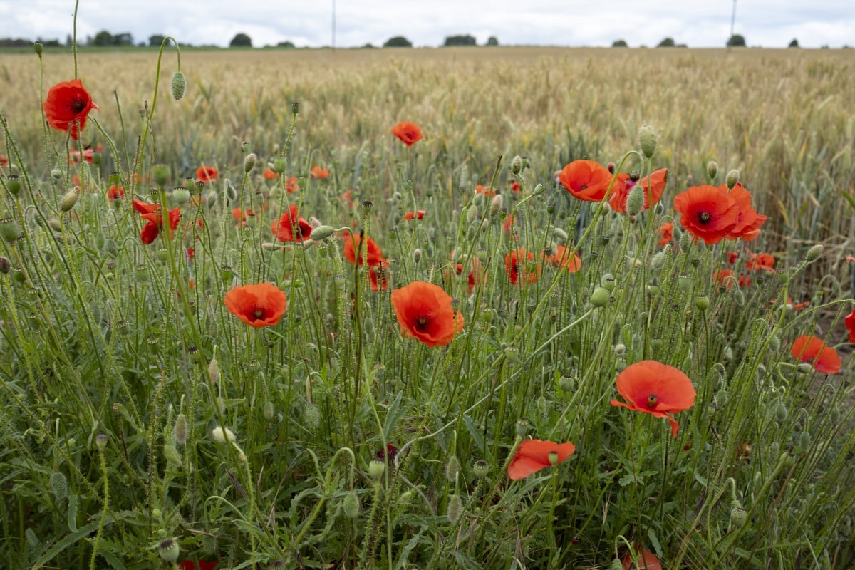 What Is The Meaning Behind Wearing Red Poppies On Memorial Day?