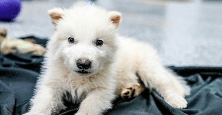 Scientists Successfully Bring Back The Dire Wolf 10,000 Years After It ...