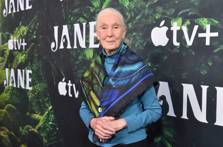 Famed Conservationist Jane Goodall Dies At Age 91
