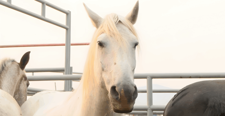 C5 Rodeo’s Star Bucking Horse, Virgil, Retiring After 2025 National ...