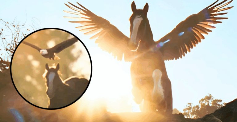 Budweiser Shares The Meaning Behind Awe-Inspiring Super Bowl Commercial ...