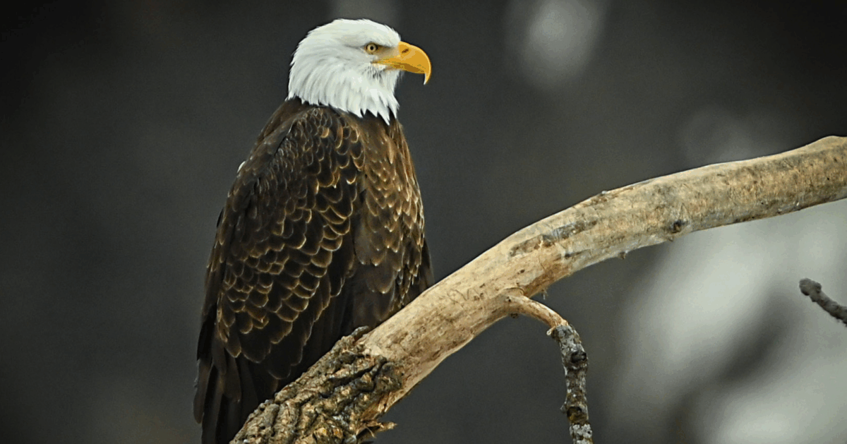 American Eagle Foundation Gives Important Update On Bald Eagles That ...